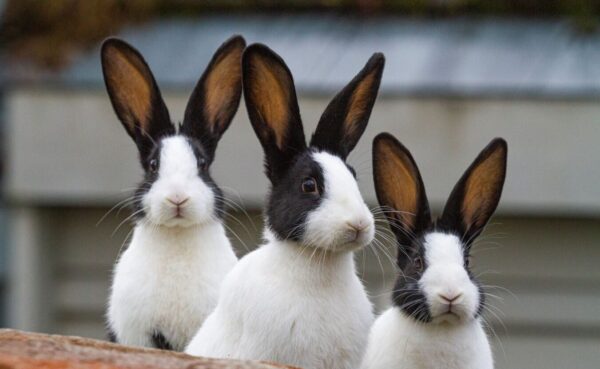 Animals at Skansen - Skansen