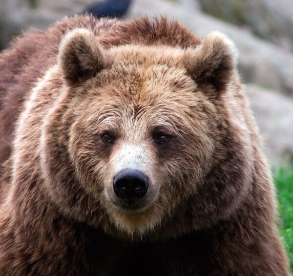 Animals at Skansen - Skansen