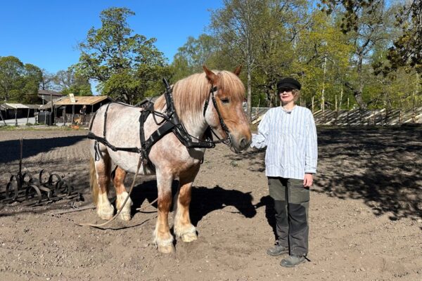 Animals at Skansen - Skansen